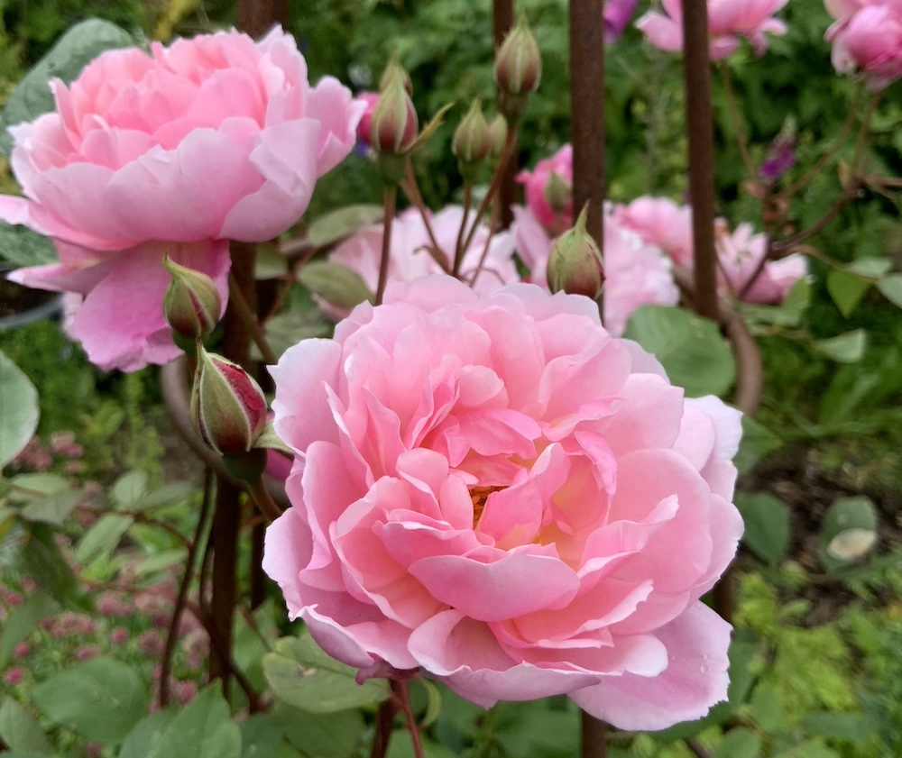 rose – Scotland Grows Magazine