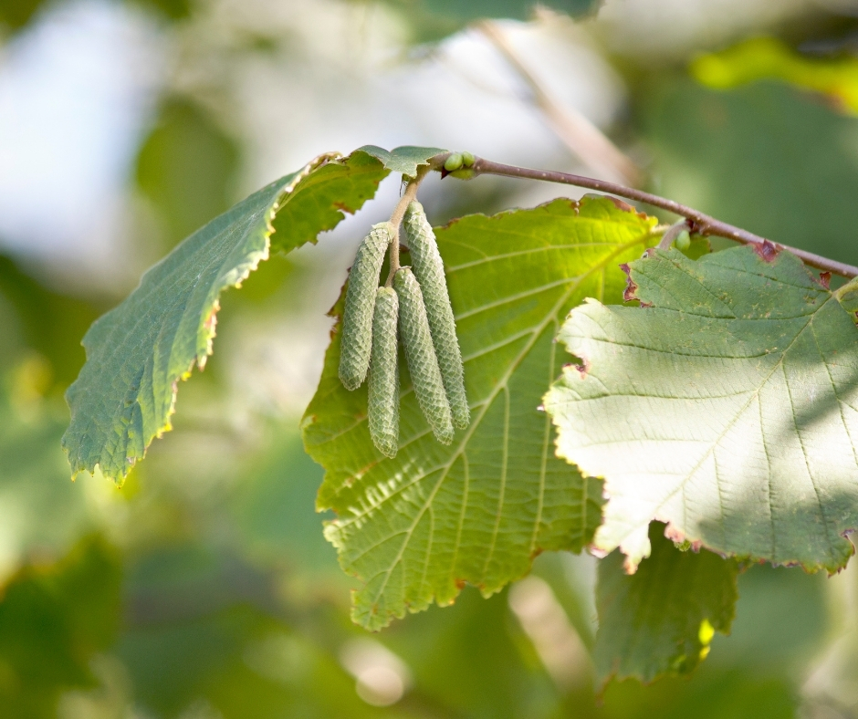 common-hazel – Scotland Grows Magazine