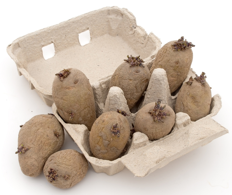 What Does It Mean to Chit Potatoes? - Scotland Grows Magazine