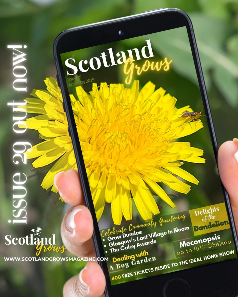 Wildly Edible Bramble - Scotland Grows Magazine