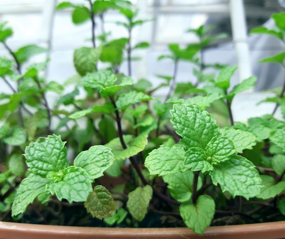 Marvellous Mint - Scotland Grows Magazine